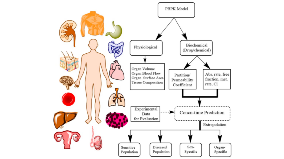 PBPK Modeling in Predicting Drug Behavior - BioPharma Services